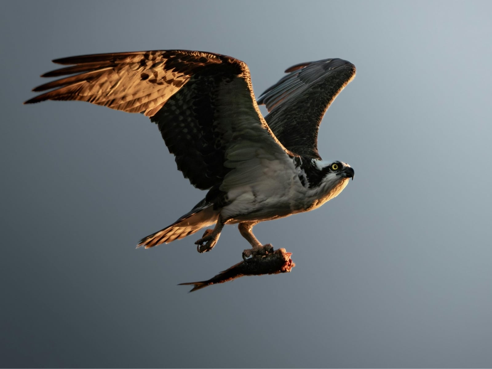 Las aves de rapiña menos conocidas dentro del vocabulario español – La ...